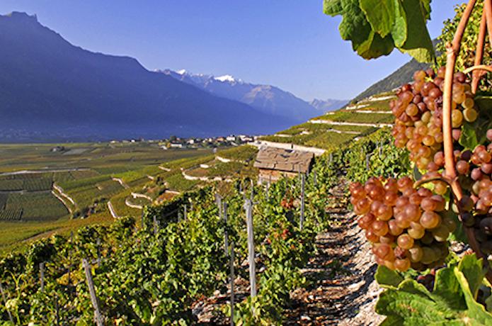 Swiss Wines – Barrels and Beyond PH